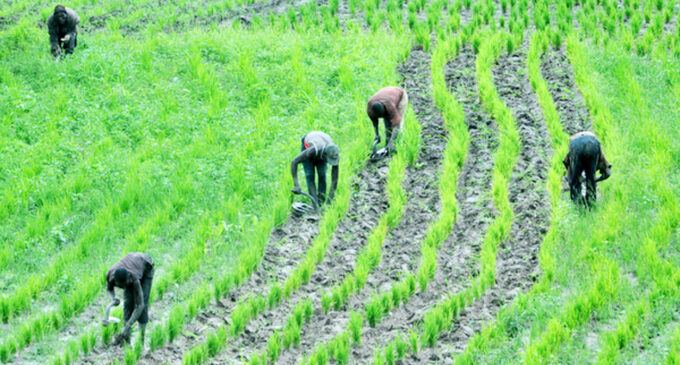 Cross River State Inaugurates 50,000-Hectare Rice Farm - NaijaCoopNews